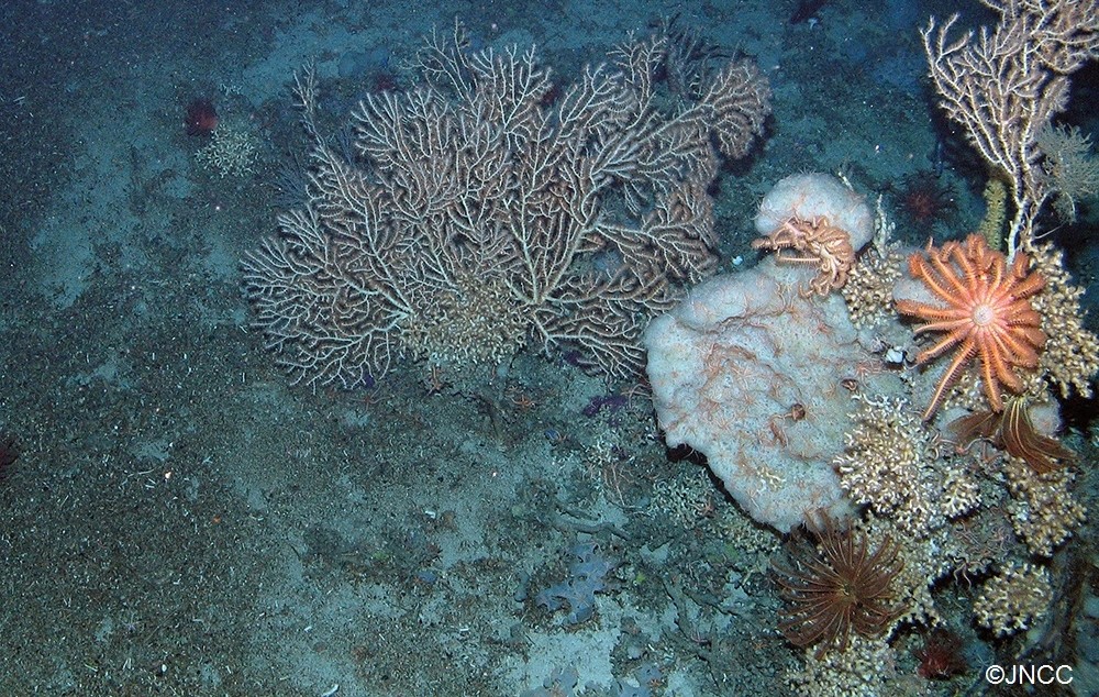 Joint Nature Conservation Committee | Scotland is Now